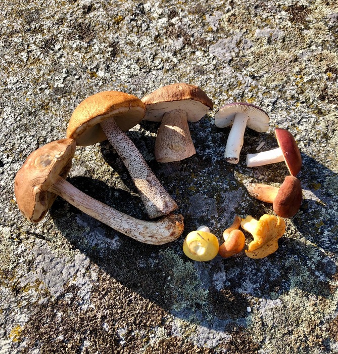 Svampguiden :: Svenskgourmetsvamp-se9